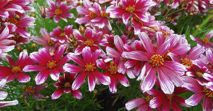 Coreopsis verticillata 'Sunstar Rose' op vasteplant.be