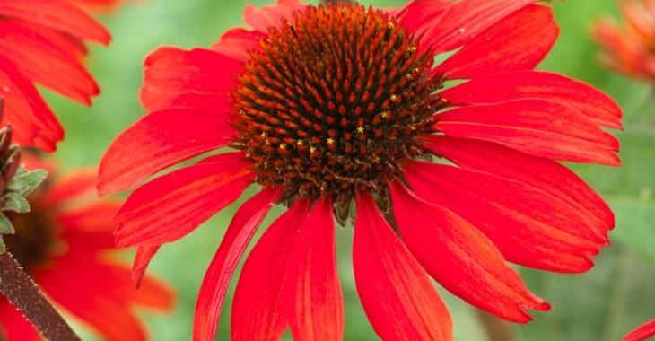 Echinacea SUNSEEKERS RED ® op vasteplant.be