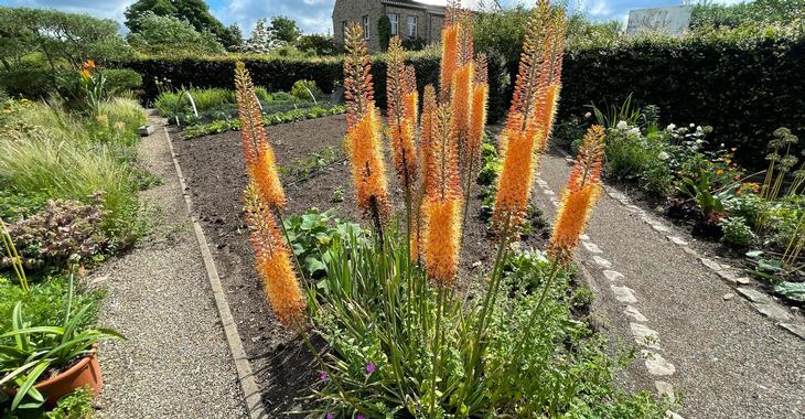 Eremurus isabellinus (x) 'Cleopatra' op vasteplant.be