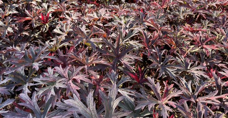 Geranium 'Femme Fatale' op vasteplant.be