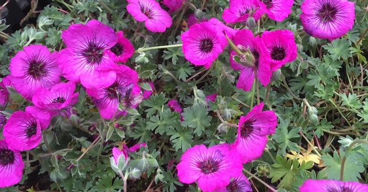 Geranium cin. JOLLY JEWEL SILVER ® op vasteplant.be
