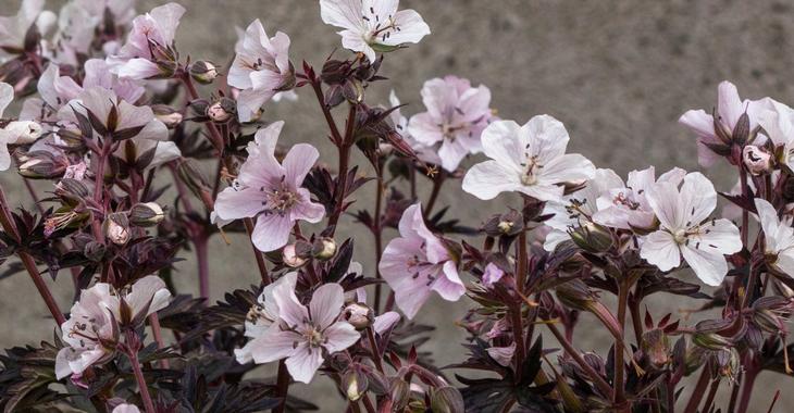 Geranium pratense 'Purple Ghost' op vasteplant.be