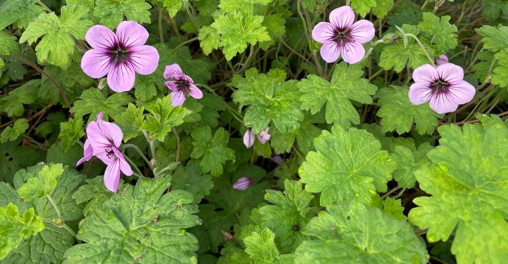 Geranium 'Storm Chaser' op vasteplant.be