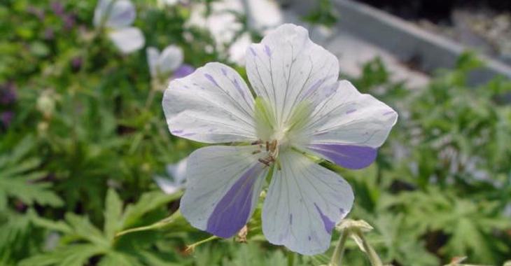 Geranium pratense 'Splish-splash' op vasteplant.be