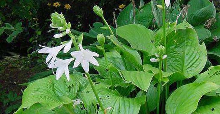 Hosta 'Grandiflora' (plantaginea) op vasteplant.be