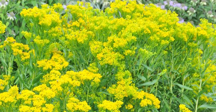 Solidago ohioensis JS® 'Four Seasons' op vasteplant.be