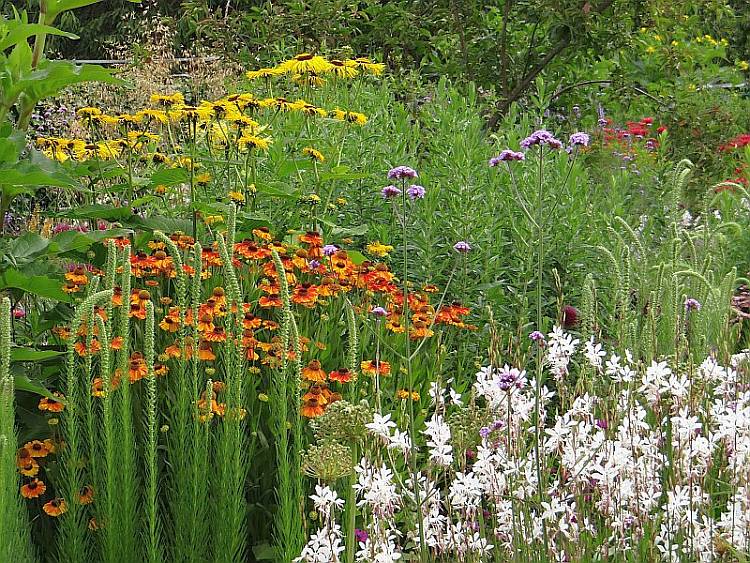 Plant van de Maand - Helenium op vasteplant.be