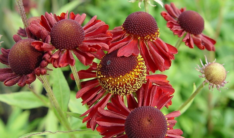 Plant van de Maand - Helenium op vasteplant.be