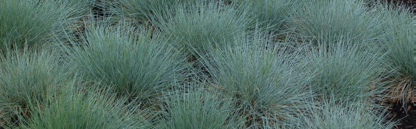 Plant van de Maand - januari 2016 op vasteplant.be