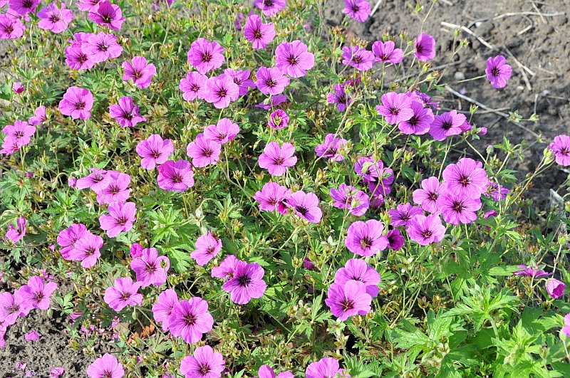 Plant van de Maand - Geranium op vasteplant.be