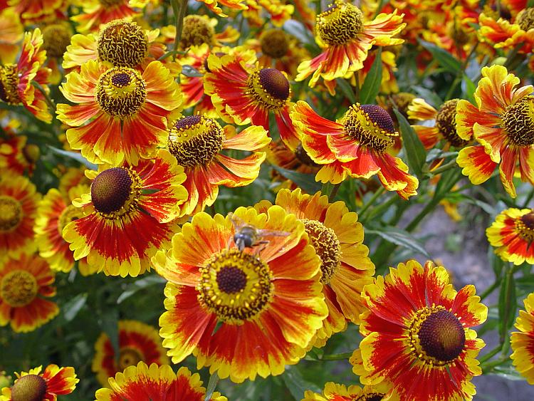Plant van de Maand - Helenium op vasteplant.be