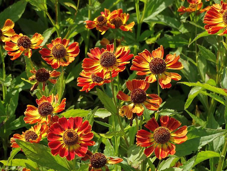Plant van de Maand - Helenium op vasteplant.be