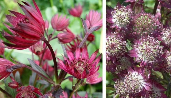Plant van de Maand - Astrantia op vasteplant.be