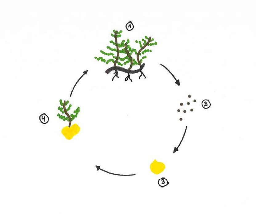 Diagram Van De Levenscyclus Van Een Varen