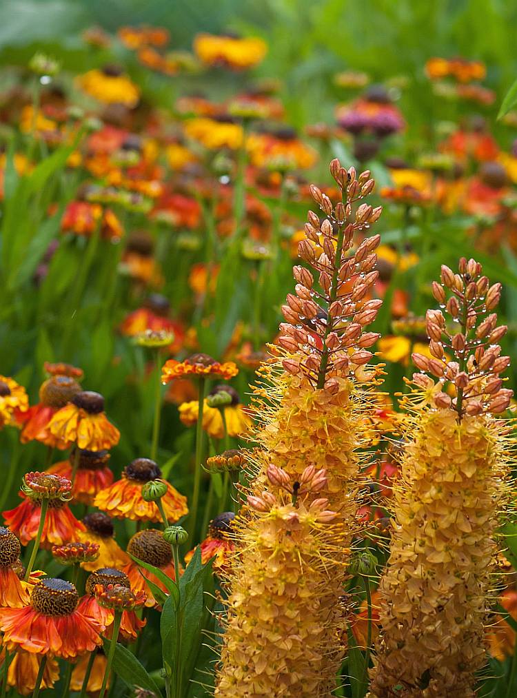 Plant van de Maand - Helenium op vasteplant.be